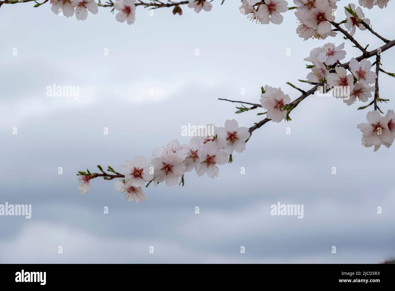 Tree orchard iran hi-res stock photography and images - Alamy