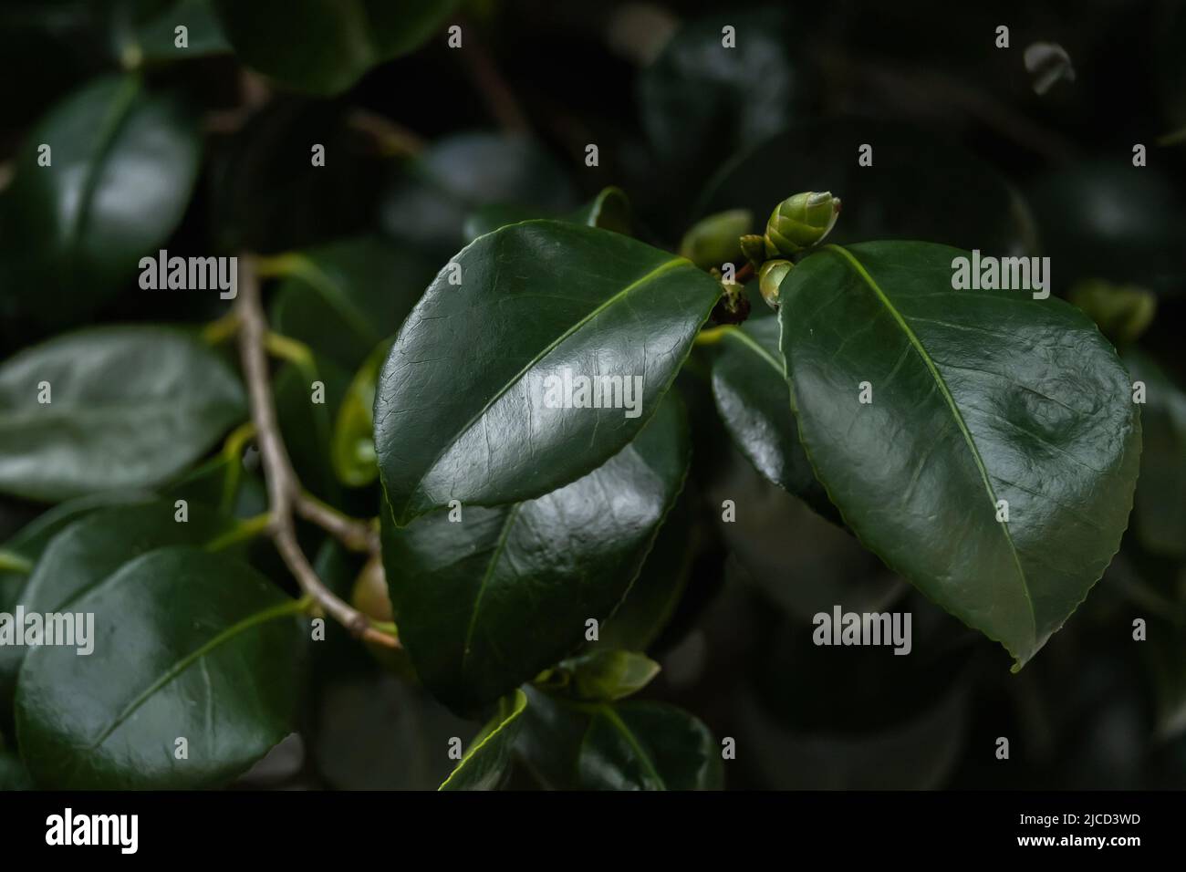 Japanese camellia (Camelia Japonica) dark green leaves Stock Photo - Alamy