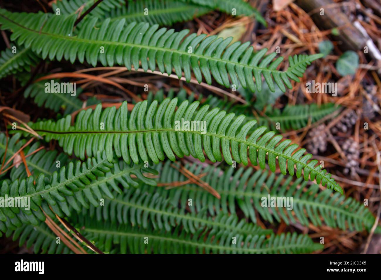 Hard fern (Blechnum spicant) fresh green fronds growing in a shady and ...