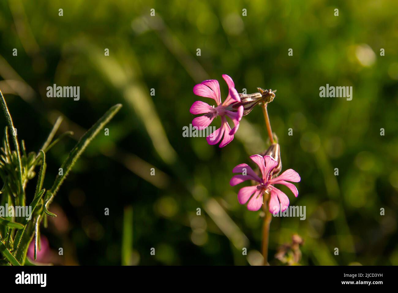 Silene colorata pink flowers blooming in spring Stock Photo - Alamy