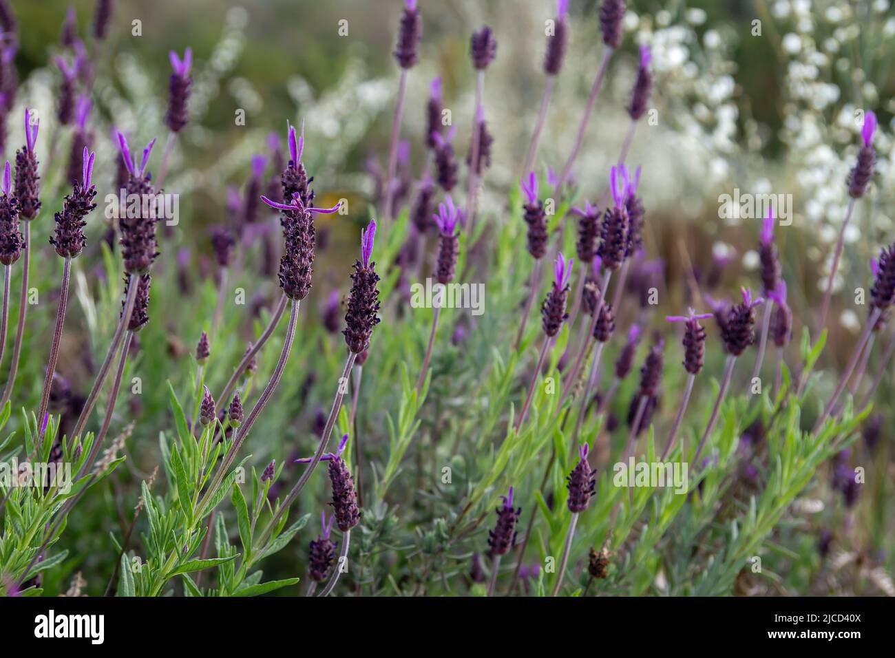 Spanish lavender (Lavandula stoechas) springtime purple flowers Stock ...