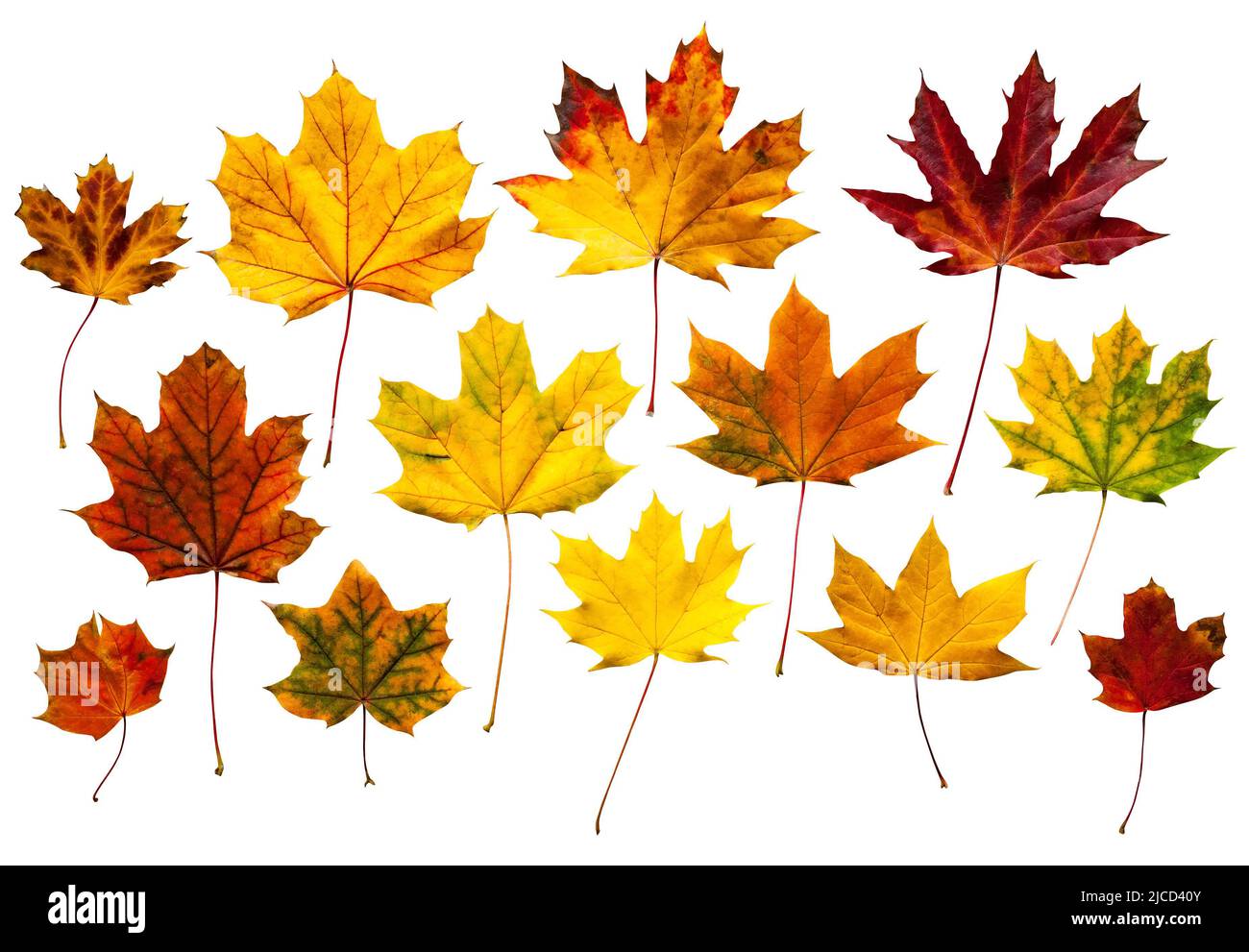 Autumn maple leaves falling Cut Out Stock Images & Pictures - Alamy