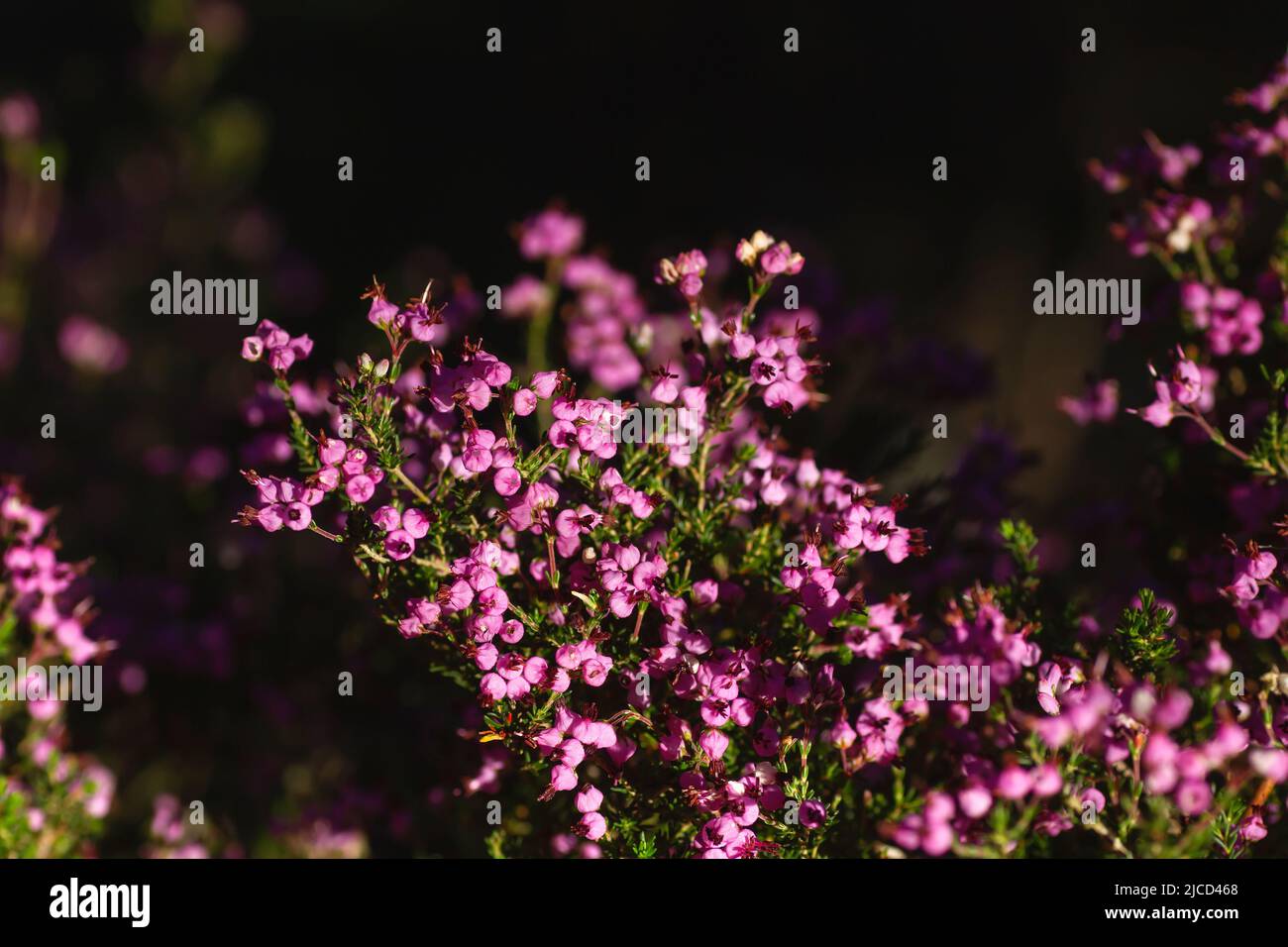 Dwarf Spanish heath (Erica umbellata) pink flowers Stock Photo - Alamy