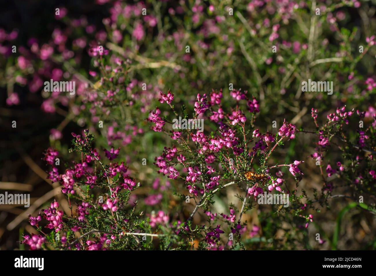 Dwarf Spanish heath (Erica umbellata) pink flowers Stock Photo - Alamy