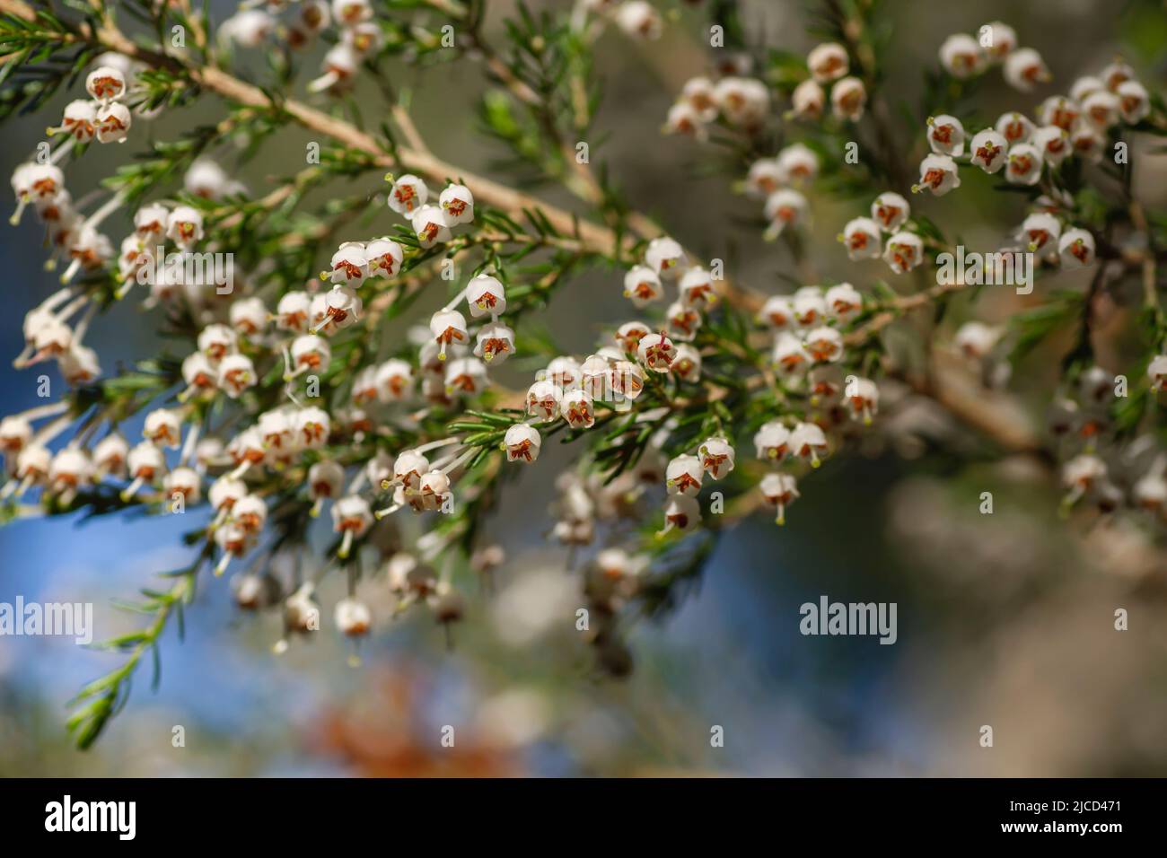 Detail of erica arborea otr tree heath white flowers blooming Stock ...