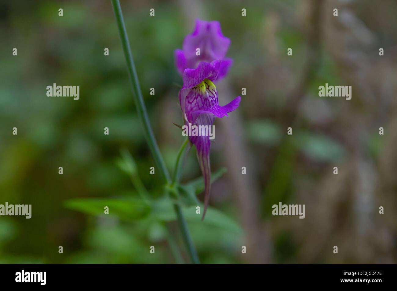 Giant toadflax hi-res stock photography and images - Alamy