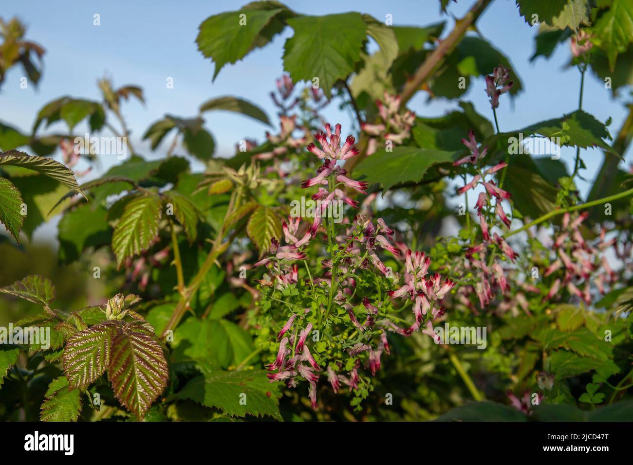 Earth smoke (Fumaria officinalis) pink flowers Stock Photo - Alamy