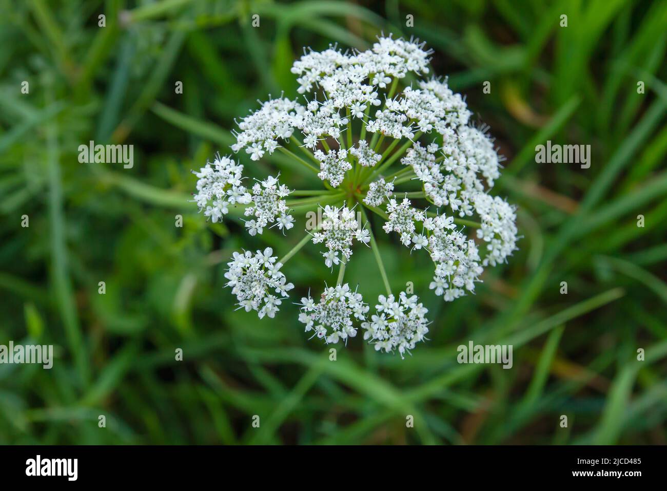 Water hemlock hi-res stock photography and images - Alamy