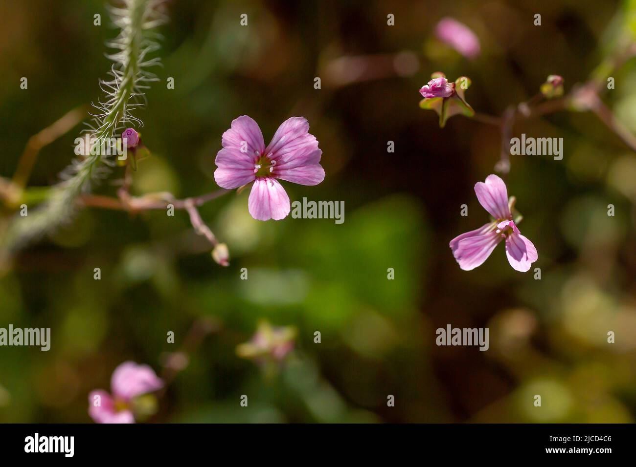 Vaccaria hispanica (cowherb) pink flowers Stock Photo - Alamy
