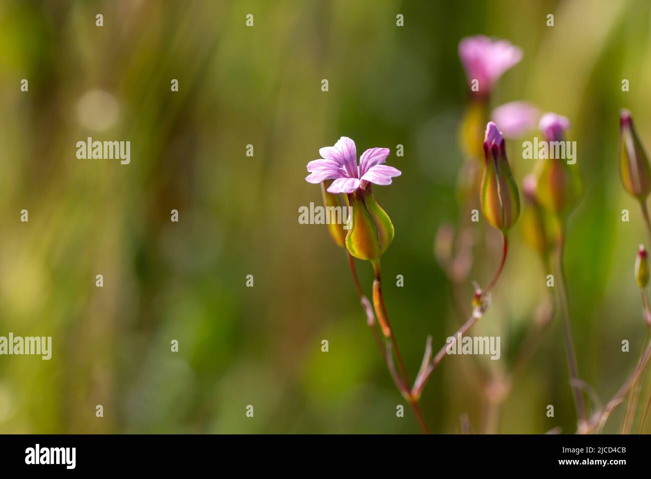 Vaccaria hispanica (cowherb) pink flowers Stock Photo - Alamy