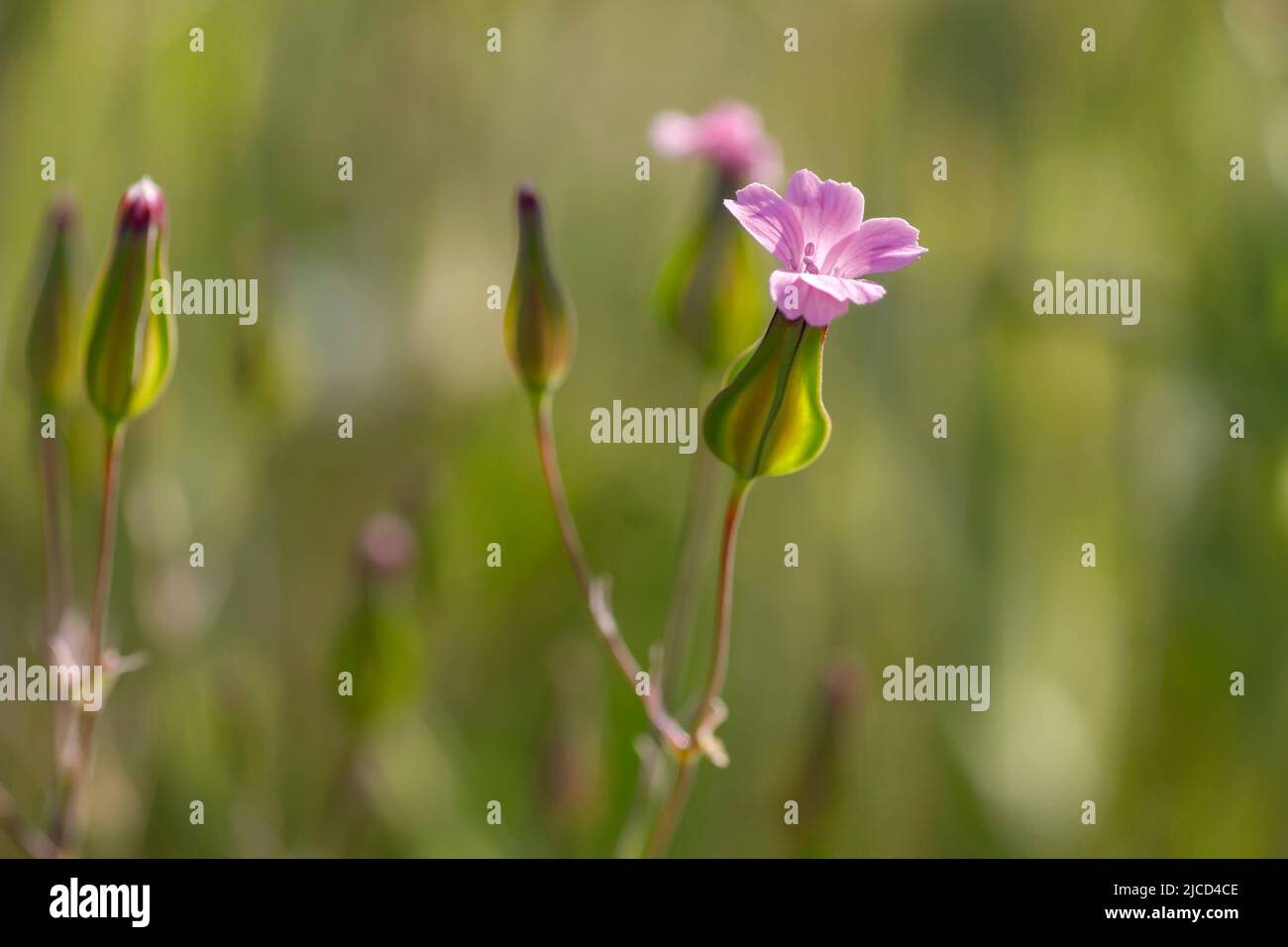 Vaccaria hispanica (cowherb) pink flowers Stock Photo - Alamy