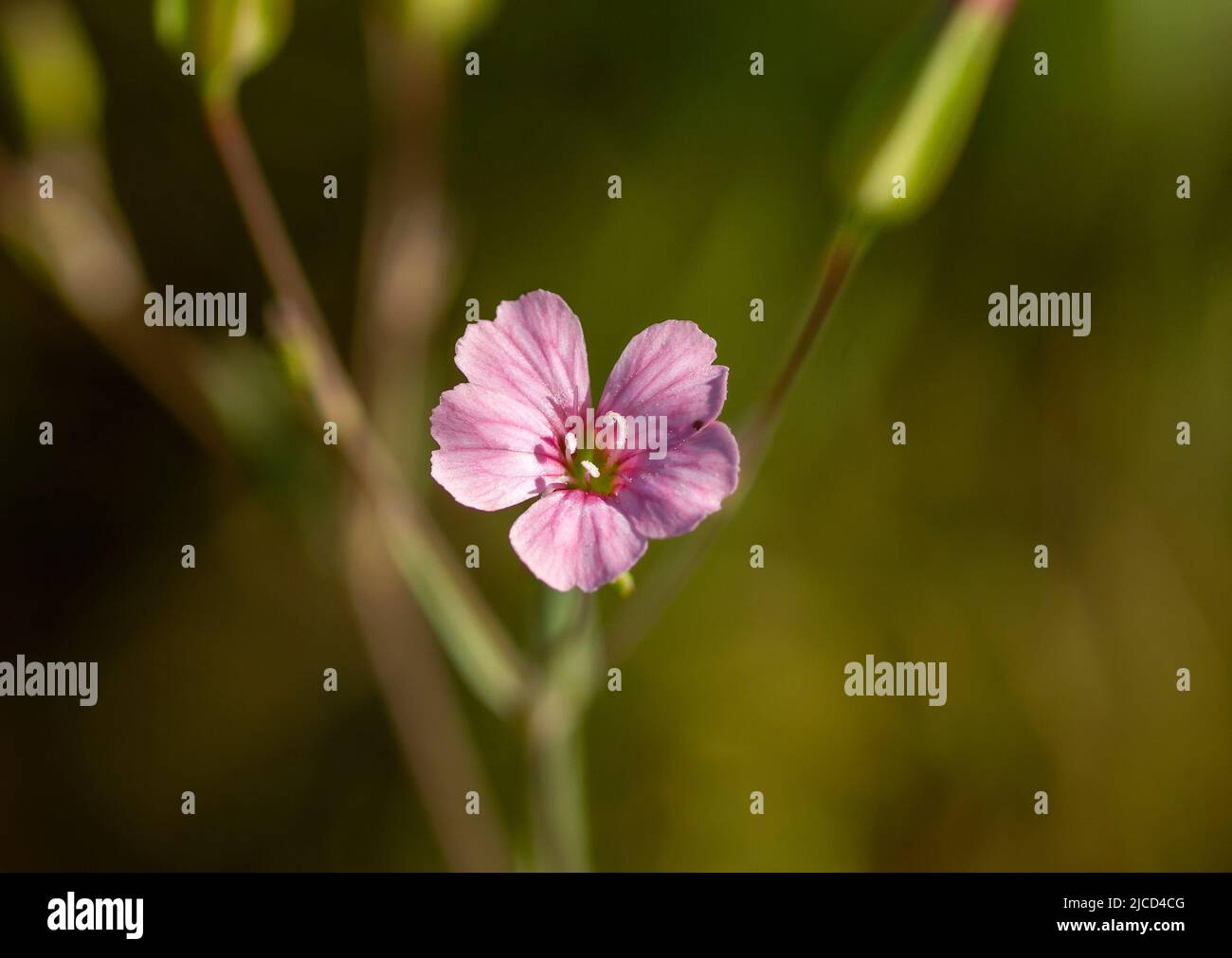 Cow soapwort hi-res stock photography and images - Alamy