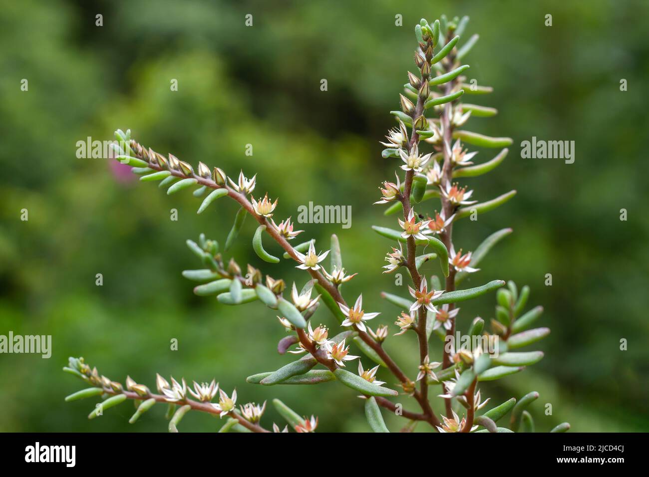 Sedum hispanicum (Spanish Stonecrop) succulent plant blooming in spring ...