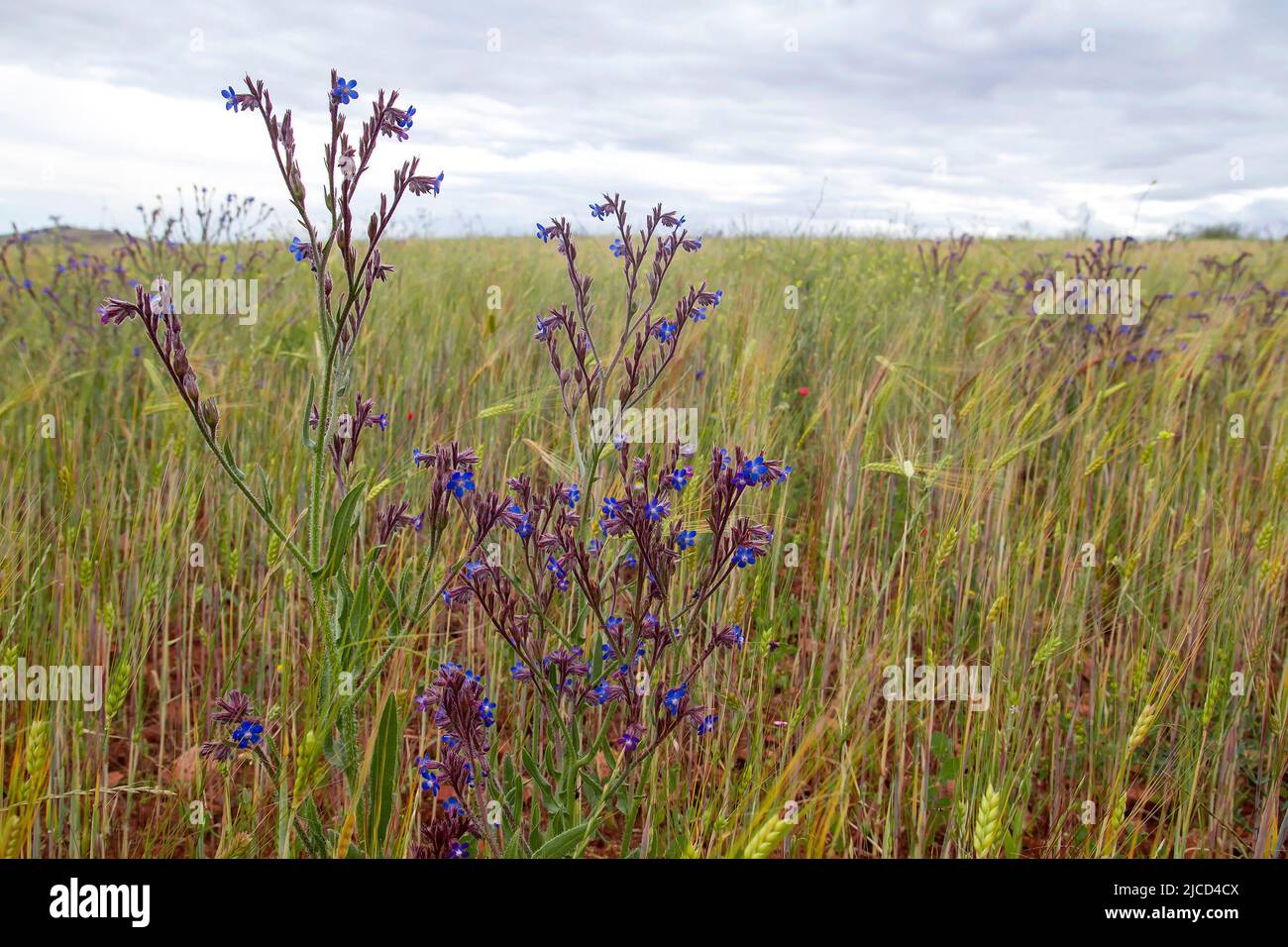 Anchusa azurea (italian bugloss) flowering plant with blue blossoms on ...