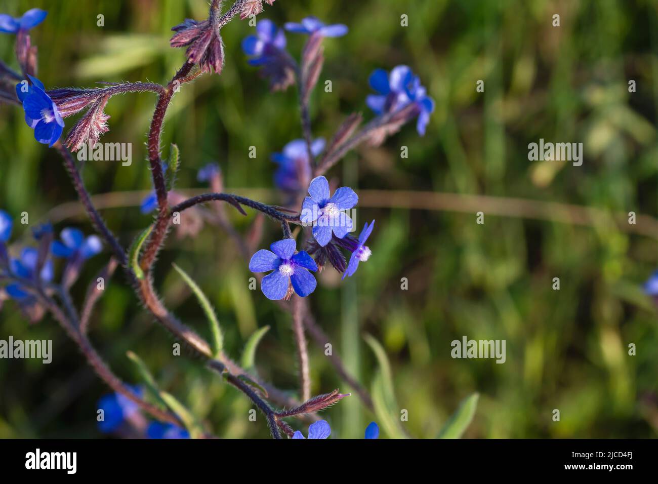 Anchusa azurea (italian bugloss) blue purplish wild flowers Stock Photo ...