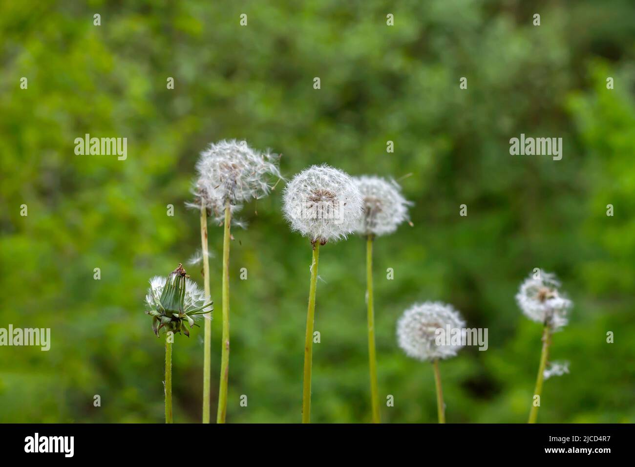 Dandelion (Taraxacum officinale) ripe fruits clocks Stock Photo - Alamy