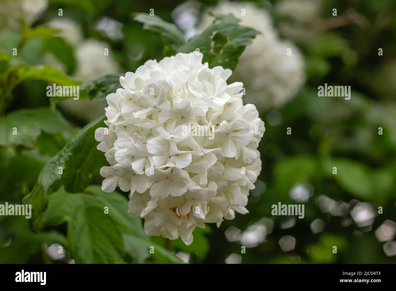Guelder rose hedge hi-res stock photography and images - Alamy