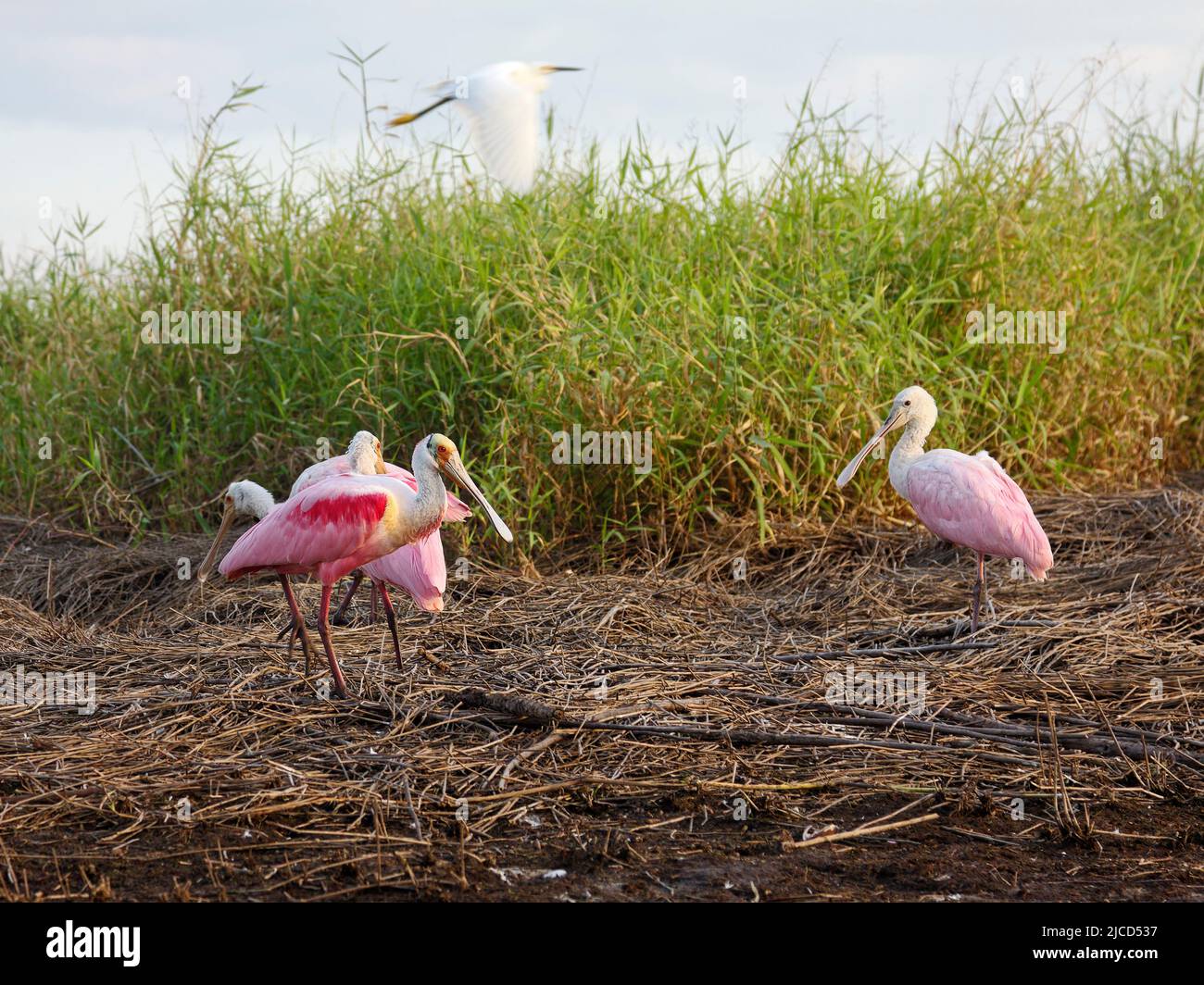 Roseate spoonbills, large pink birds; riverbank, nature; wildlife ...