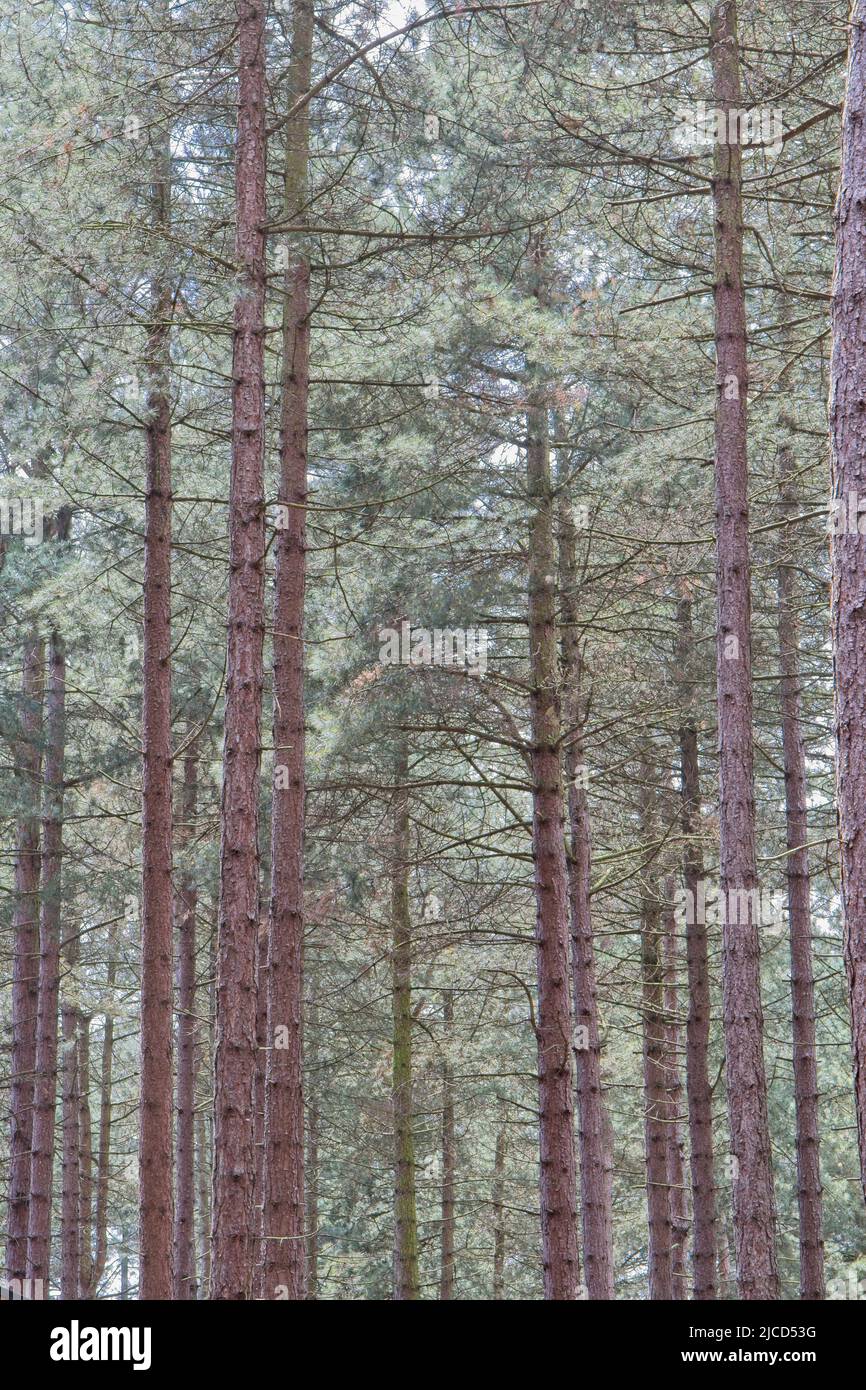 Pine cole hi-res stock photography and images - Alamy