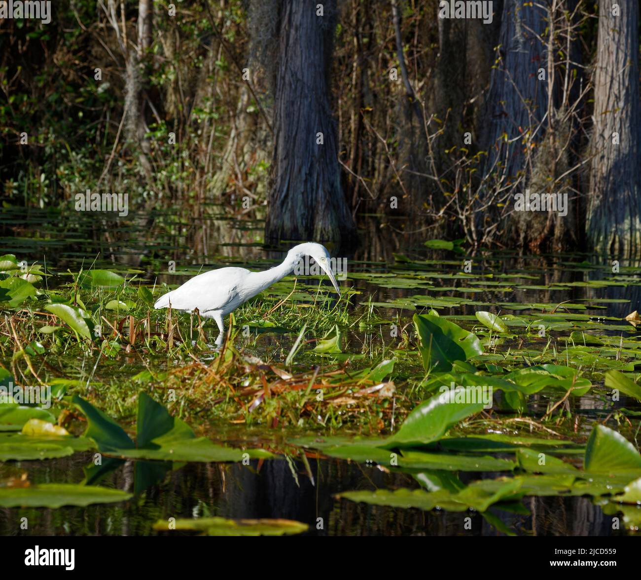 immature Little blue heron fishing, swamp scene, bird, wildlife, nature ...