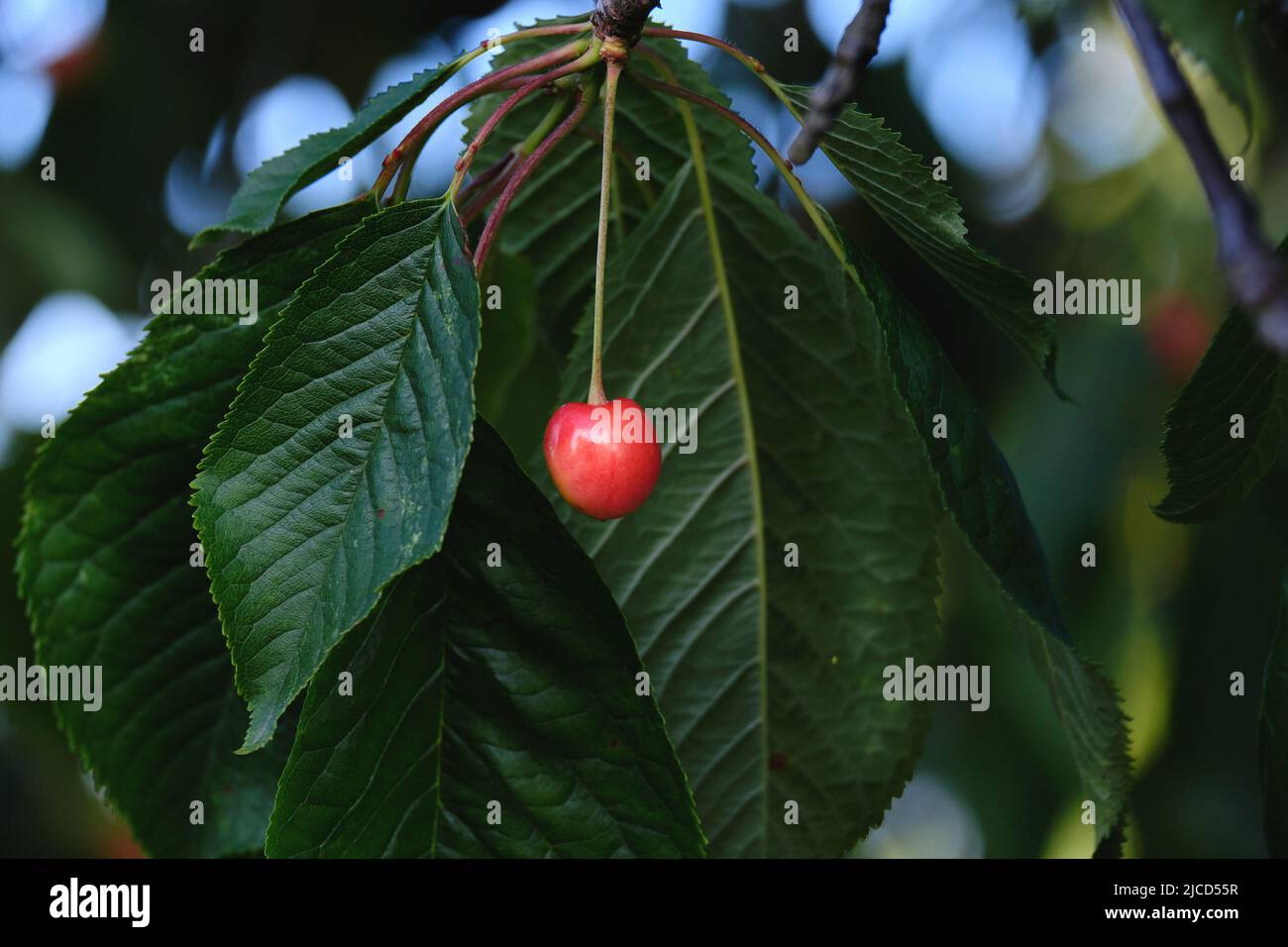 Red cherry ripening in the cherry tree Stock Photo - Alamy