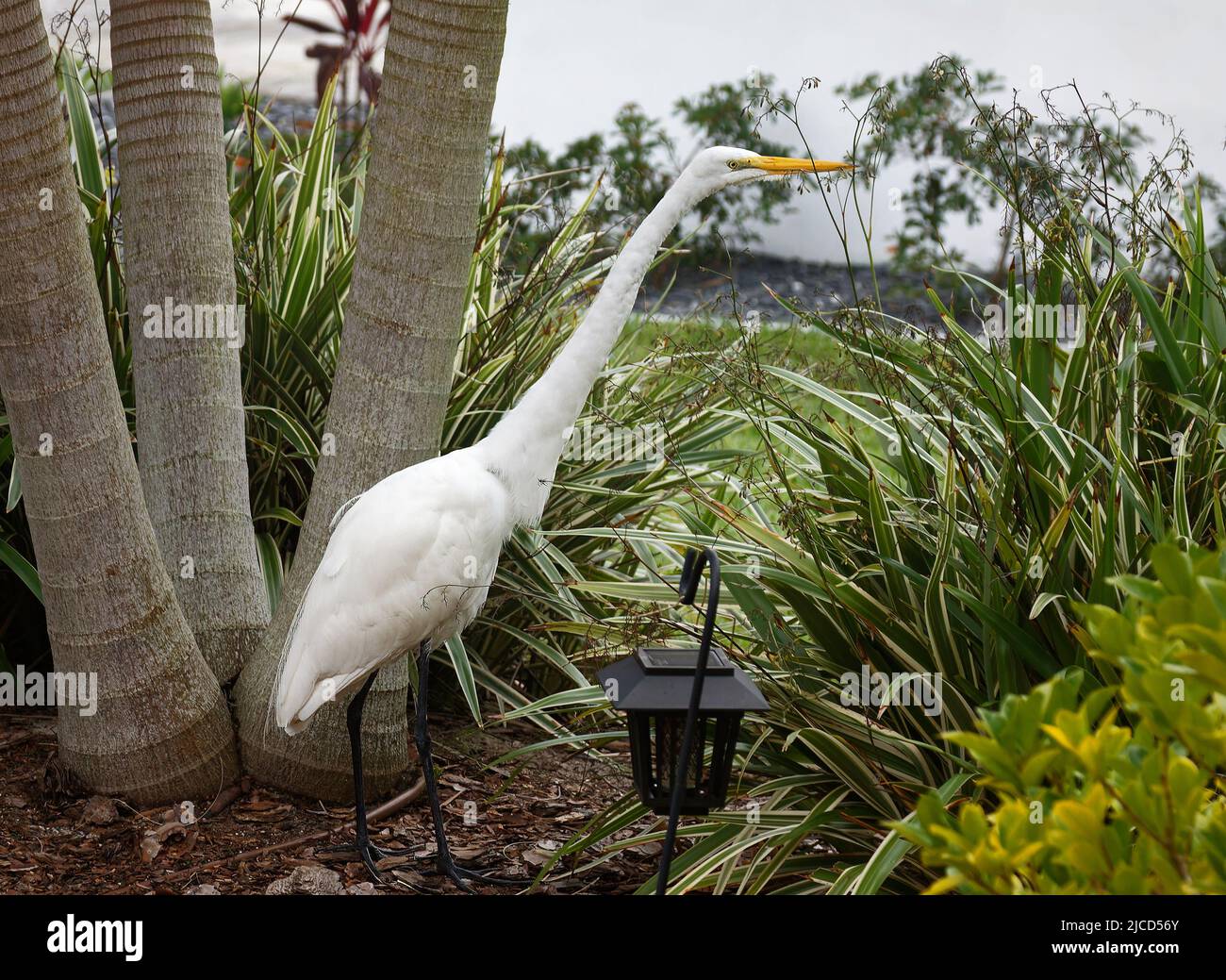 Black legs hi-res stock photography and images - Alamy