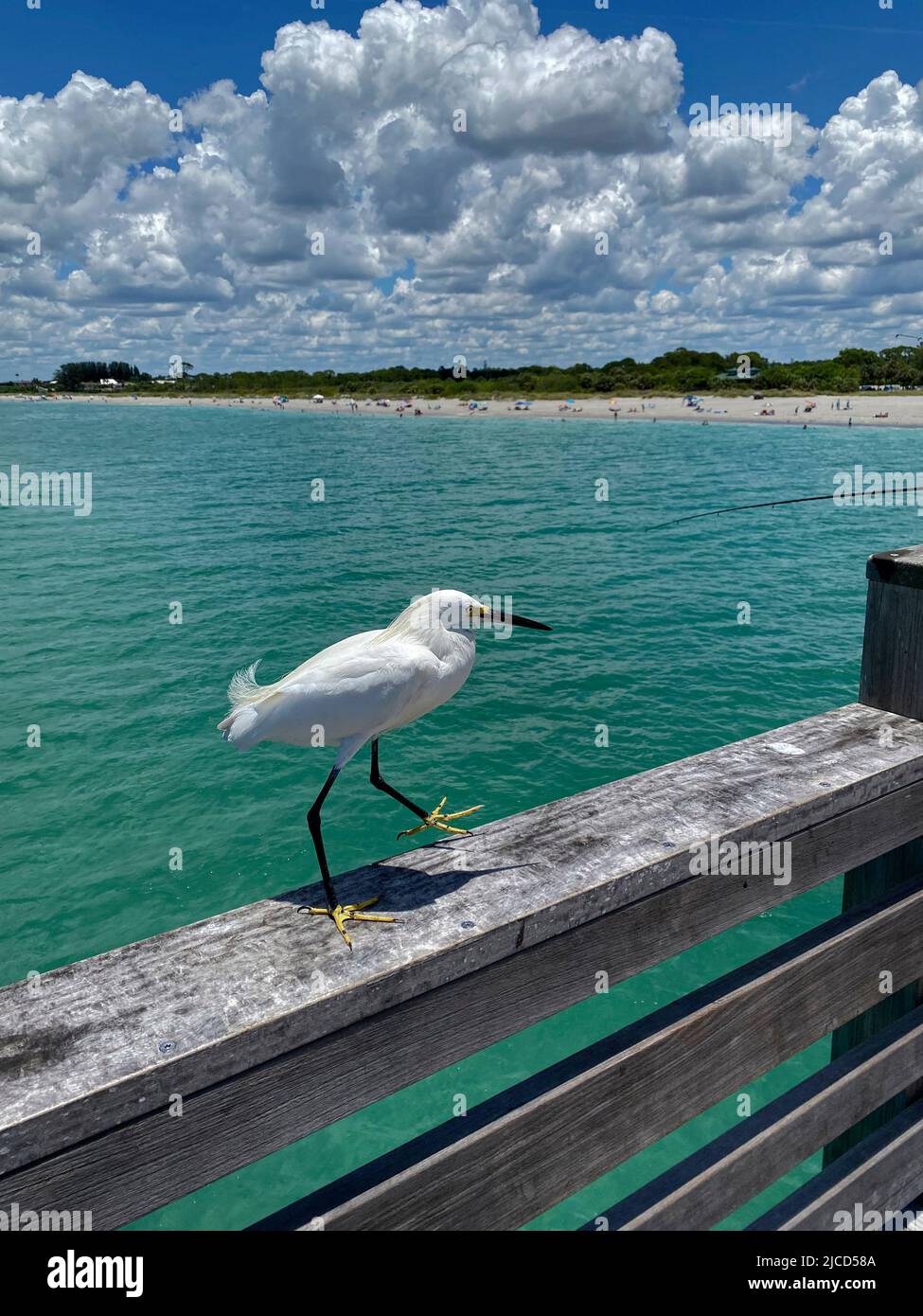 Puffy bird hi-res stock photography and images - Alamy