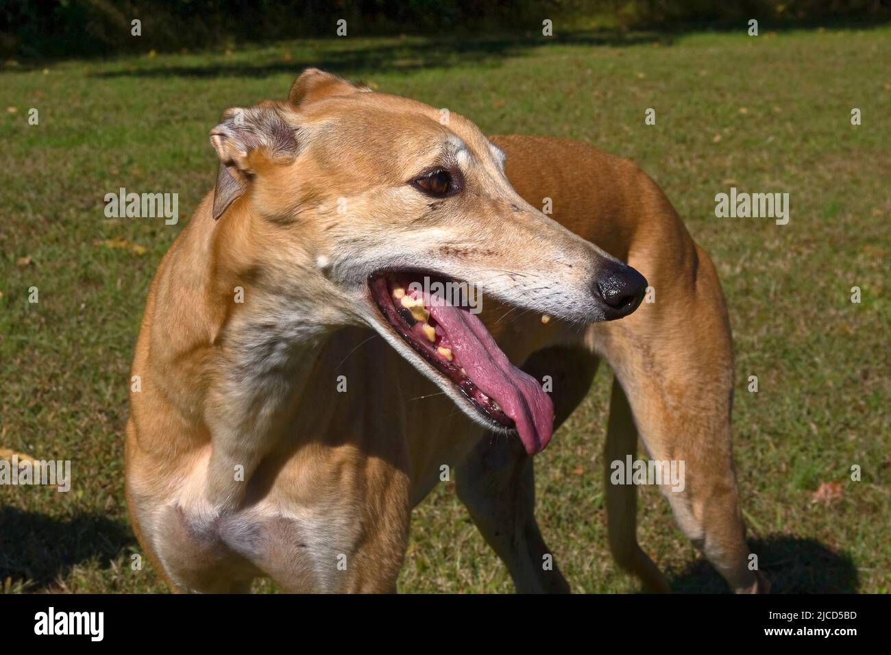 Folded ears hi-res stock photography and images - Alamy