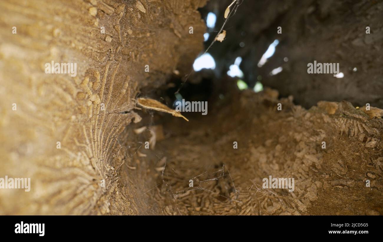 The bark of an old tree, close-up. Background of old wood eaten by ...