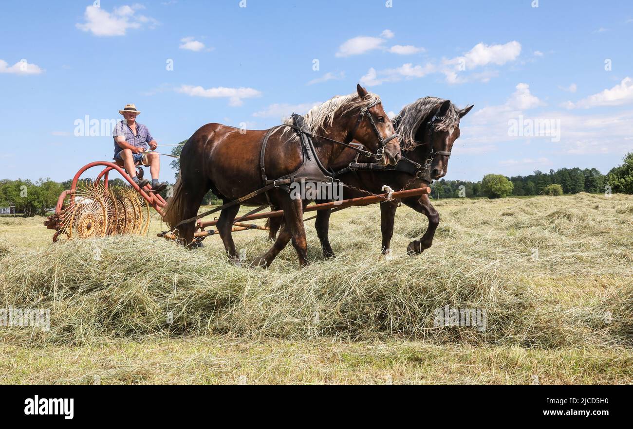 12 June 2022, Baden-Wuerttemberg, Riedlingen: Farmer Robert Maier turns ...
