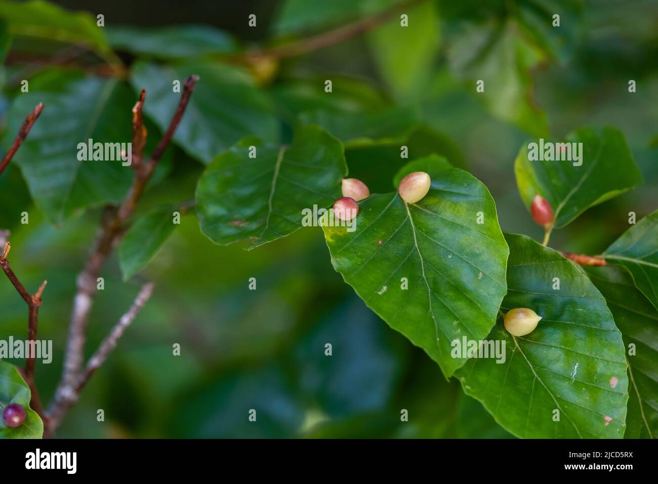 Mikiola fagi midge galls on beech (Fagus sylvatica) leaves Stock Photo ...