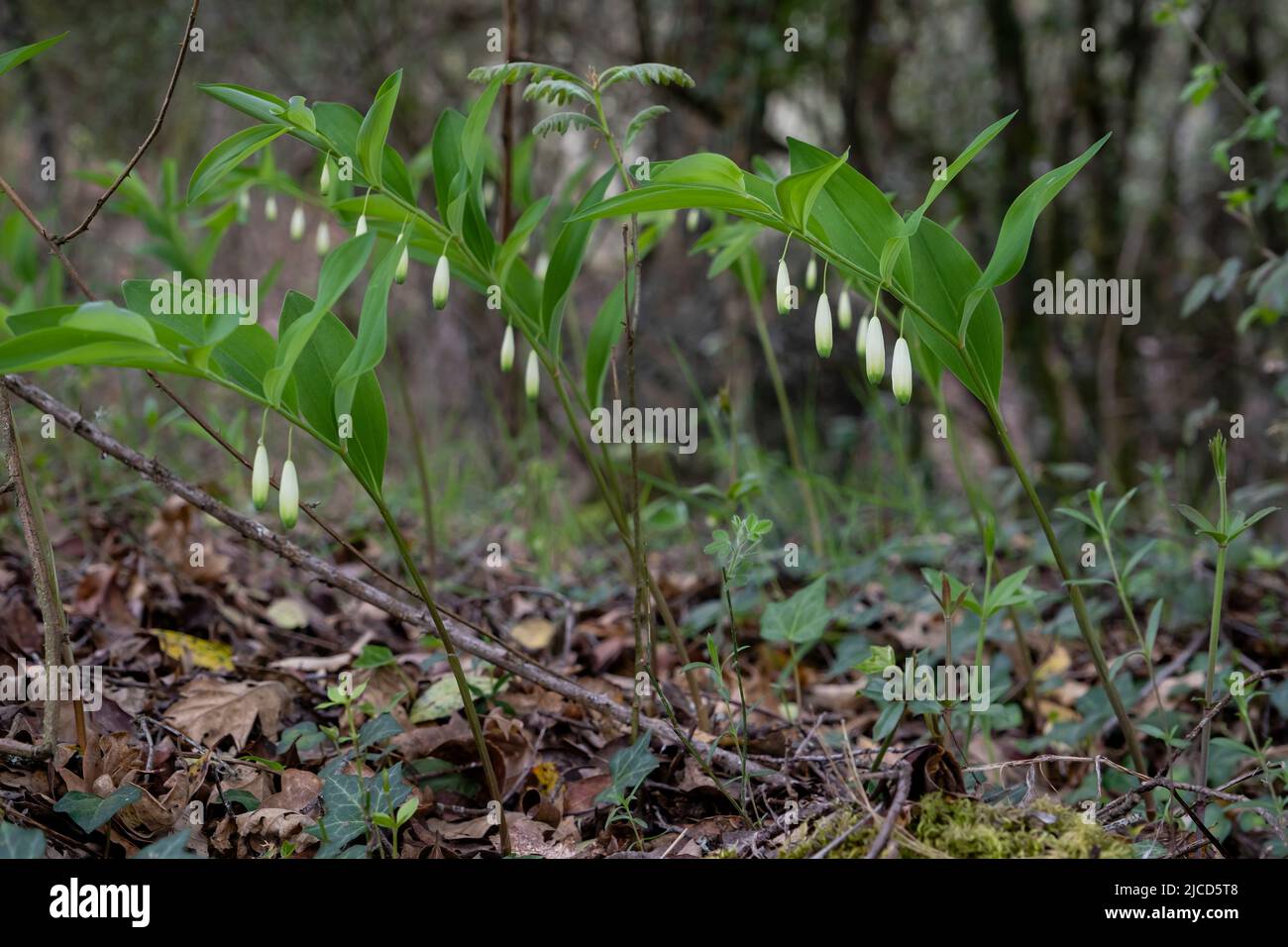 Angular Solomon's seal (Polygonatum odoratum) woth fresh green leaves ...