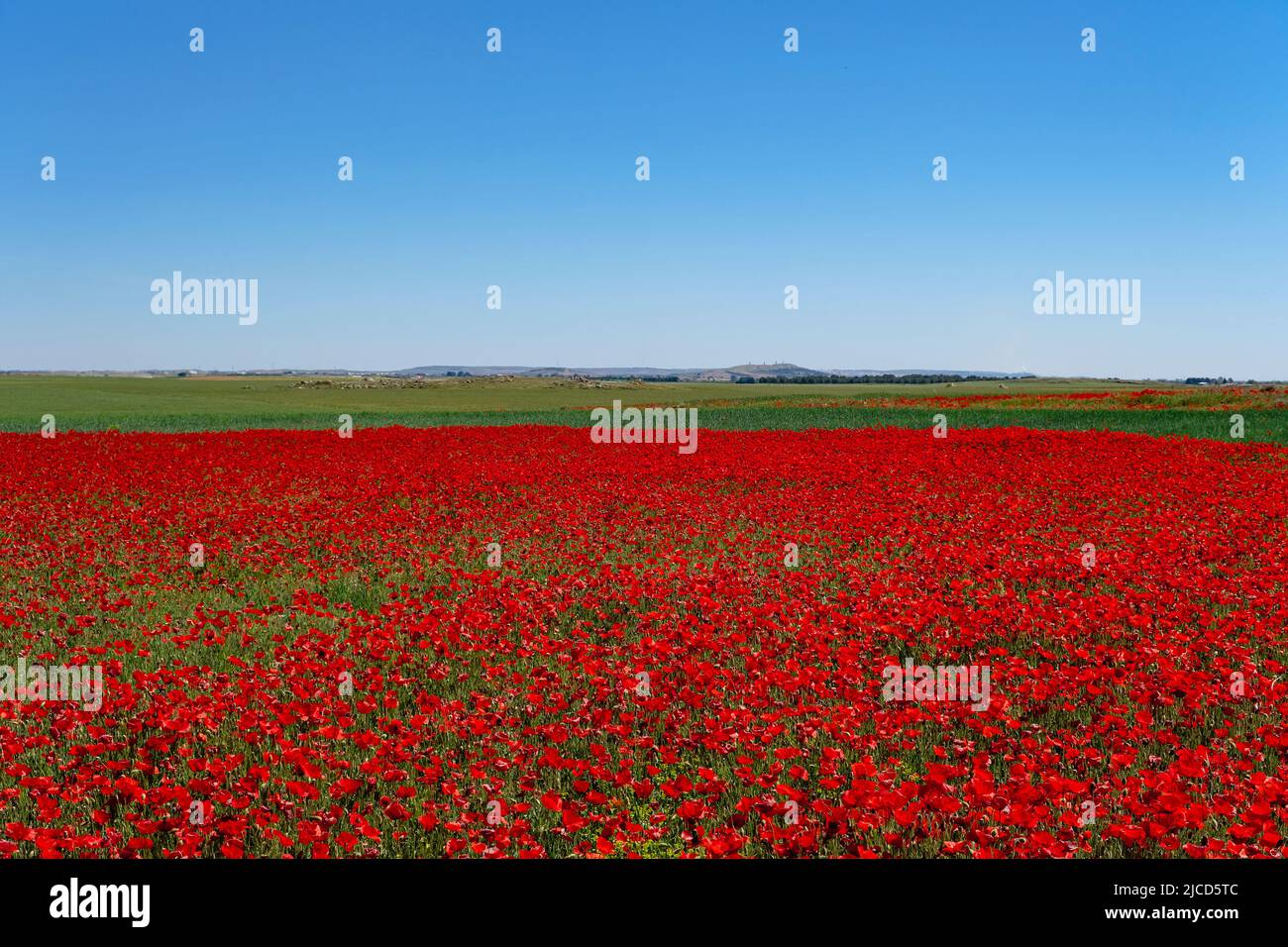 Red poppy (Papaver rhoeas) wild flowers blooming in the springtime ...
