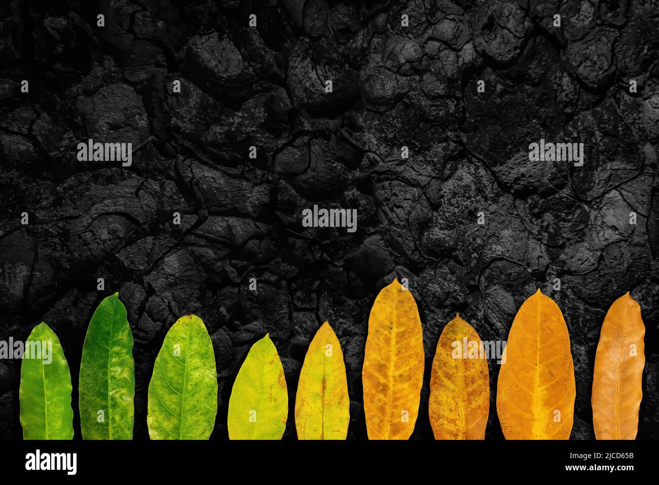 Different stages of life on dark tree bark texture. Oak wood background ...