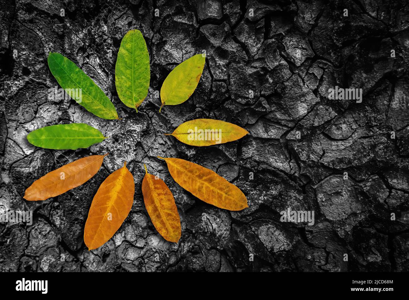 Different stages of life on dark tree bark texture. Oak wood background ...