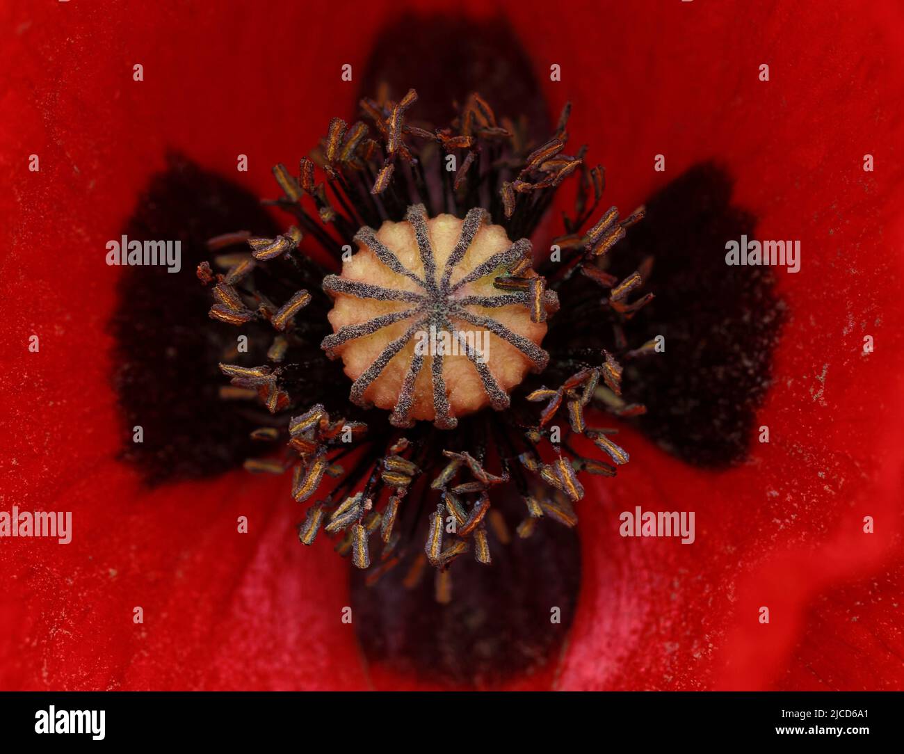 A poppy macro showing the beautiful red petals and amazing internal ...
