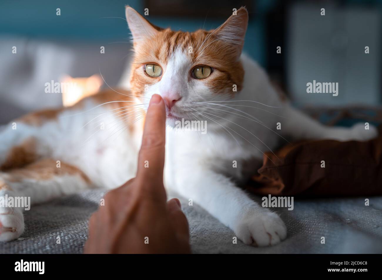 brown and white cat with yellow eyes lying on a pillow, smells a human ...