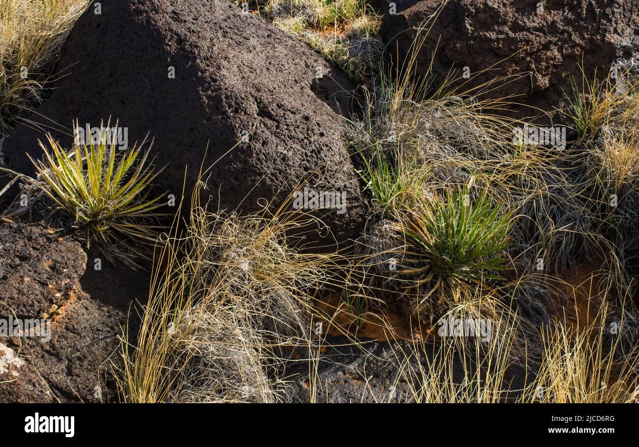 Volcanic bombs, molten lava from an ancient volcano, CANYONLANDS, Utah ...