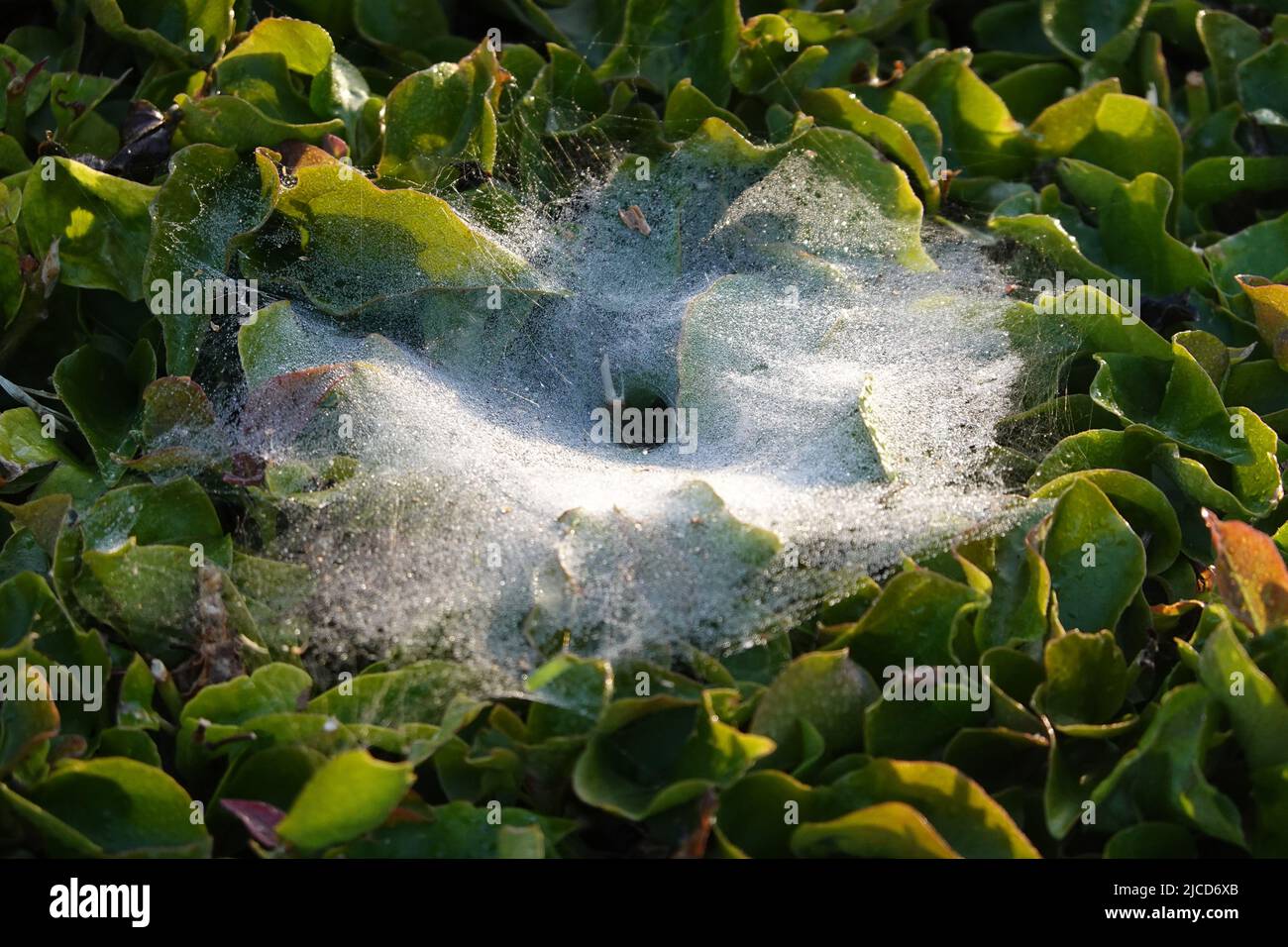 Funnel webs hi-res stock photography and images - Alamy