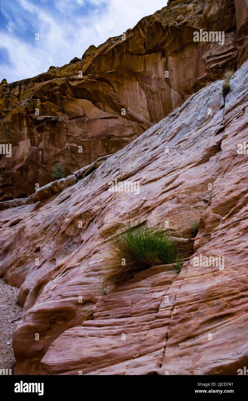 Bush of a drought tolerant plant on red rocks in a Little Wild Horse ...