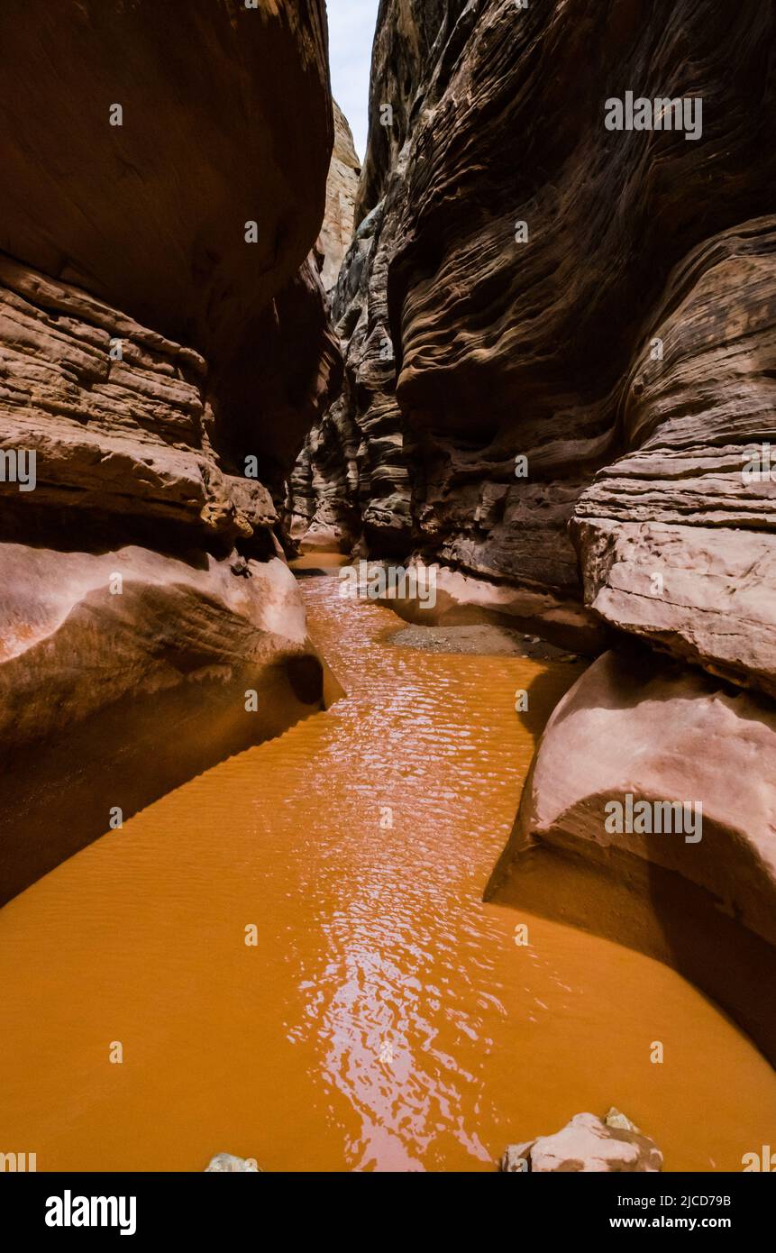 Red water at the bottom of the Little Wild Horse Canyon. San Rafael ...