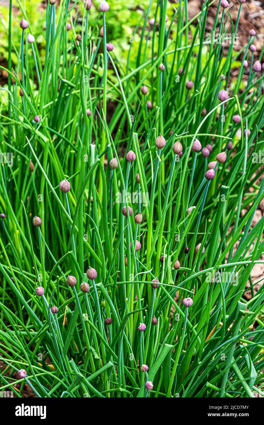 Flowering Chives (Allium schoenoprasum) in a garden Stock Photo - Alamy