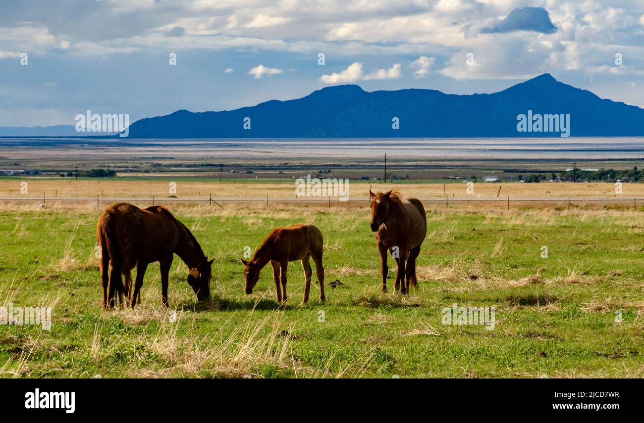 Horses graze on the field, eat green grass, ranch in Utah, USA Stock ...