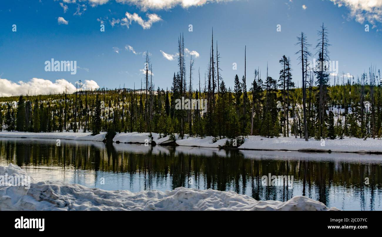 Tall conifers hi-res stock photography and images - Alamy