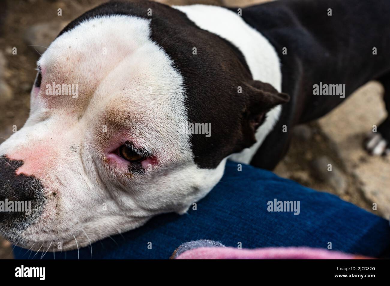 Cute Little Pitbull Puppies