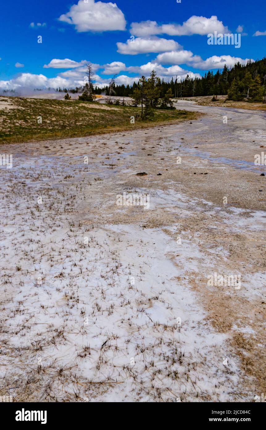 Algae-bacterial mats. Hot thermal spring, hot pool in the Yellowstone ...