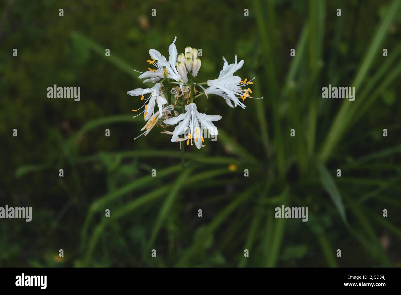 St Bernard's lily (Anthericum liliago) white flowers Stock Photo - Alamy