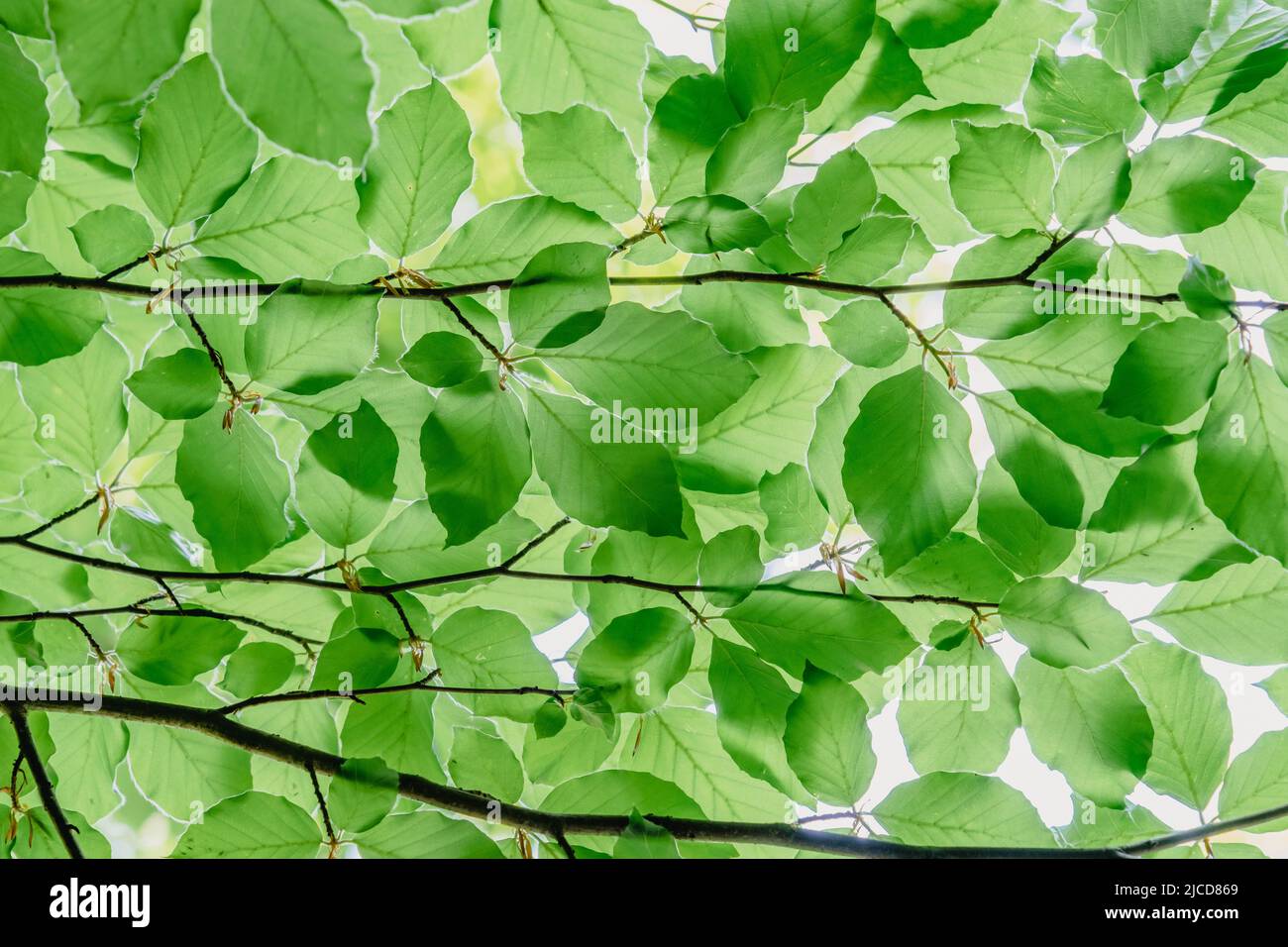 European beech tree (Fagus sylvatica) green leaves Stock Photo - Alamy