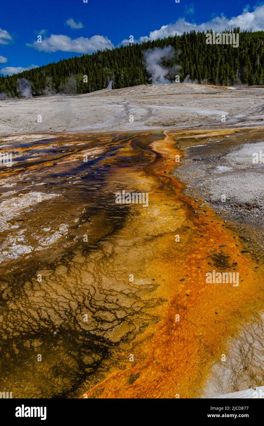 Algae-bacterial mats. Hot thermal spring, hot pool in the Yellowstone ...