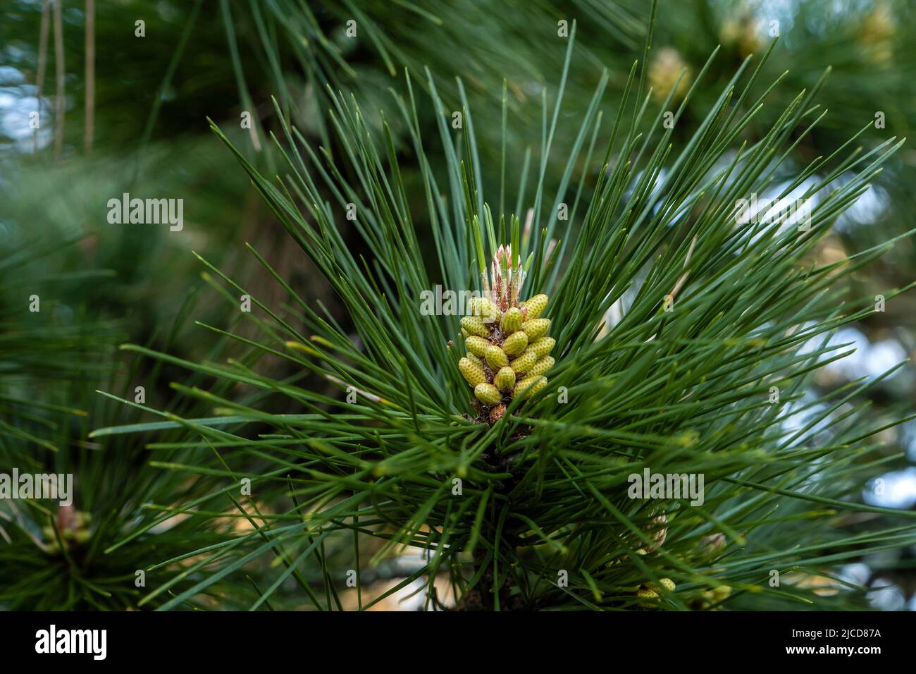 Pinus pinaster cone hi-res stock photography and images - Alamy